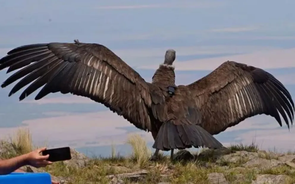 San Luis: liberaron a dos ejemplares de cóndor andino con seguimiento ...