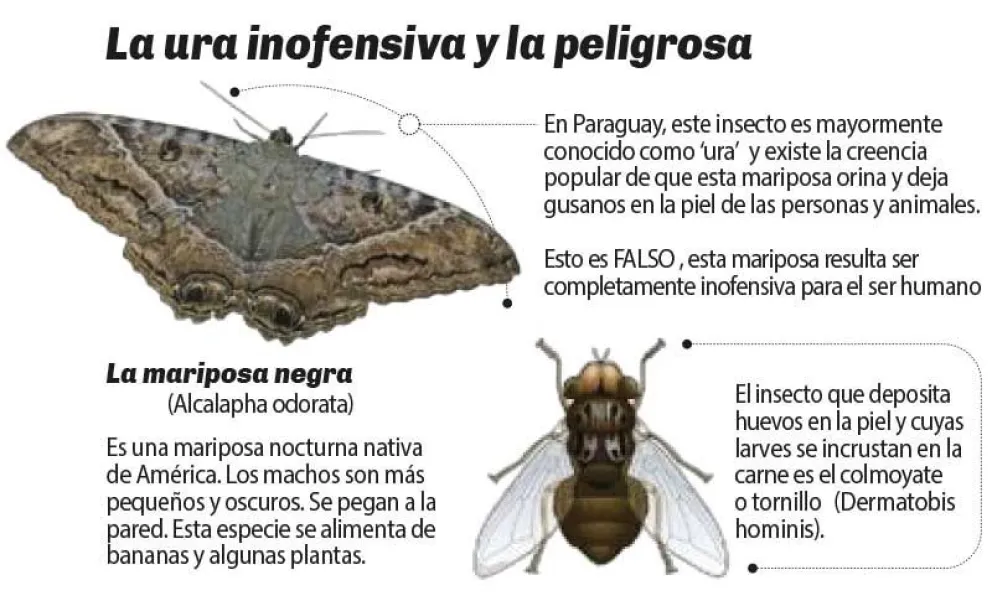 En el Pediátrico atienden más de dos casos mensuales por miasis en ojos ...