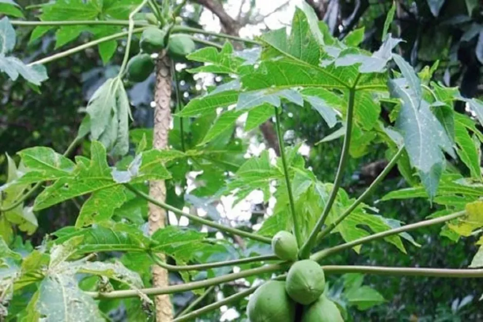 Producción de mamón: "Seguiremos comprando, pero sin precio, ni fecha ...