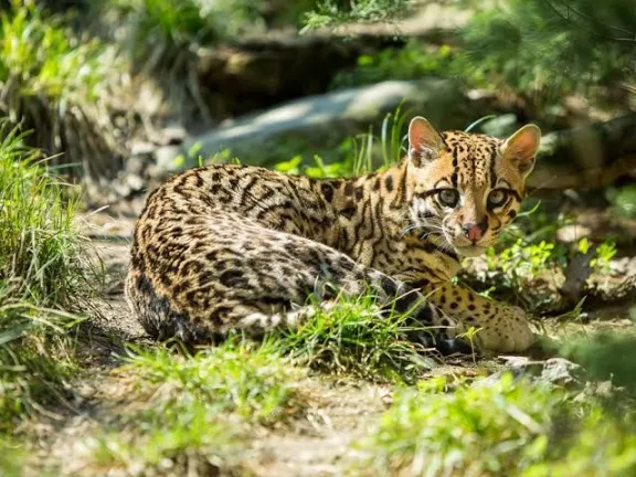 El ocelote | El Territorio