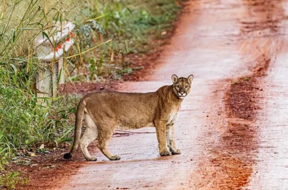 Emilio White, fotógrafo de naturaleza, captó a un puma en la ruta 101 ...