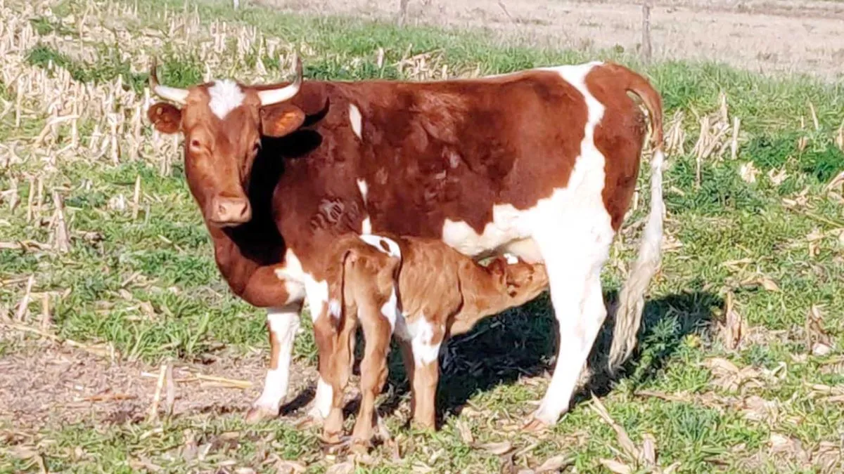 Caravanas: el DNI para las vacas va ganando terreno en la producción ...