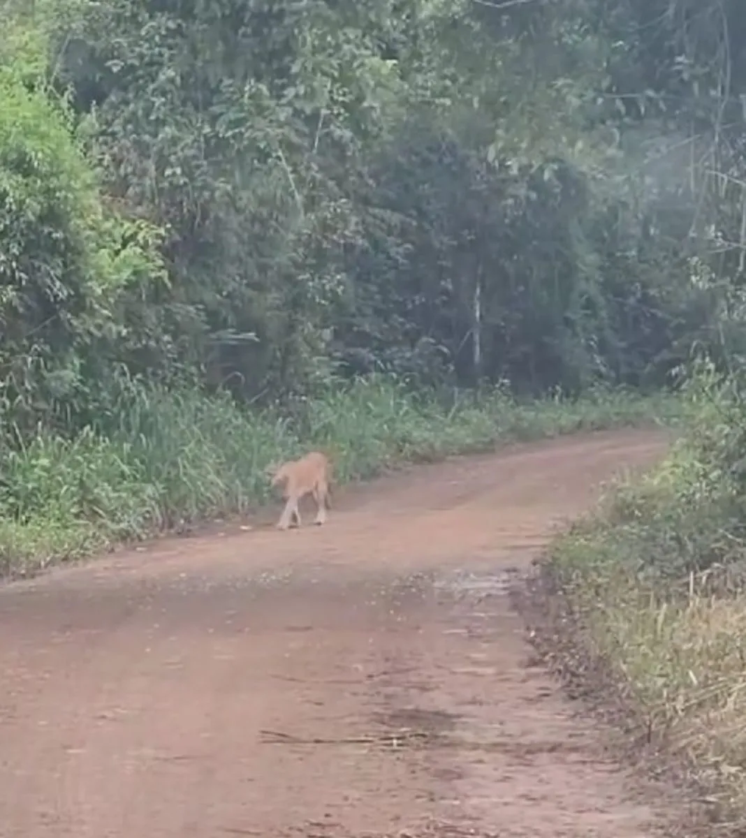 Un ejemplar de puma fue captado en el Sendero Yacaratiá del Parque ...