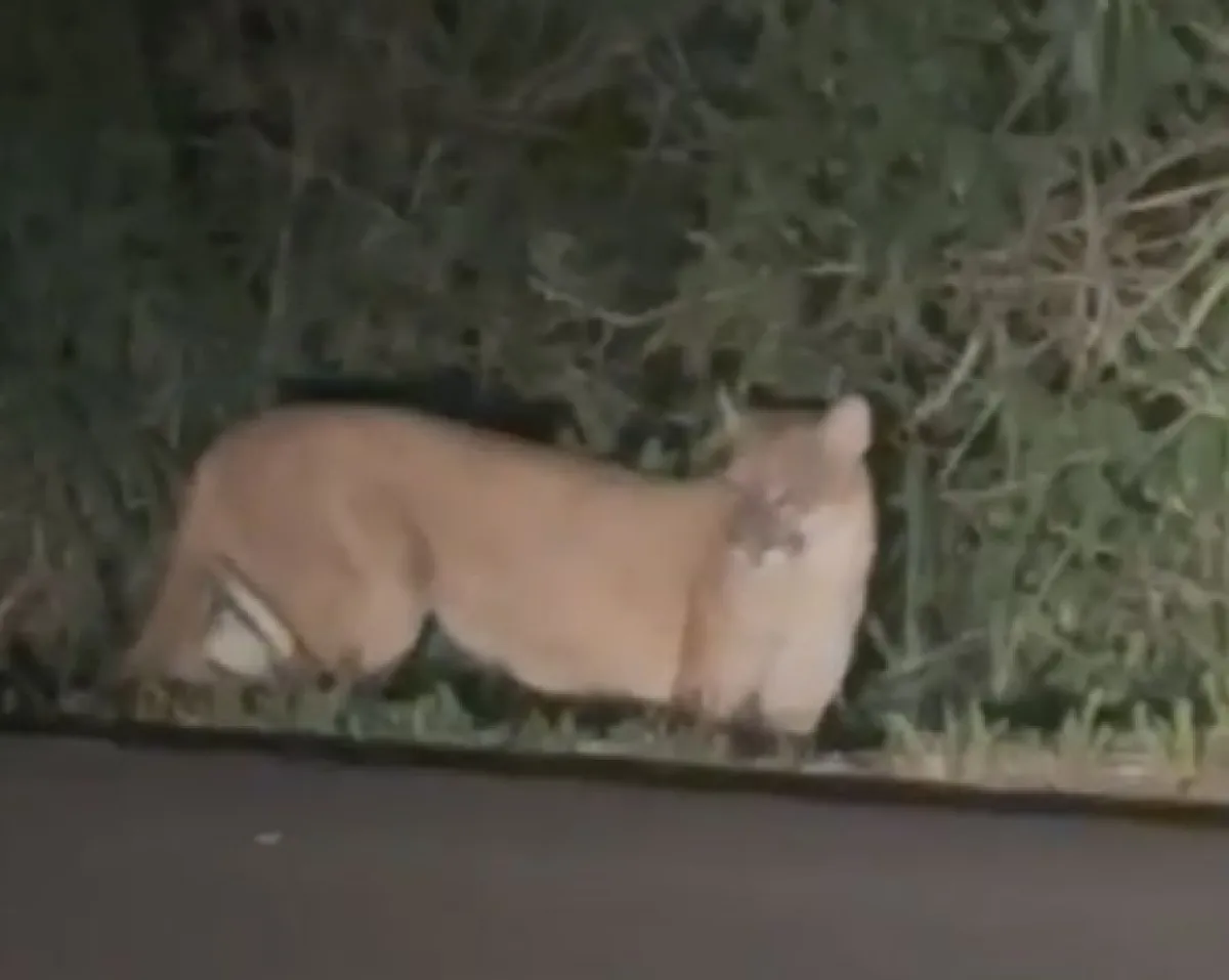 Familia grabó a un puma adulto a metros del acceso al Parque Nacional ...