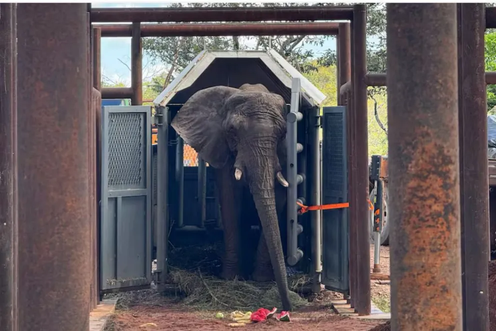 Pupy llegó al santuario de elefantes en Brasil, donde vivirá en ...