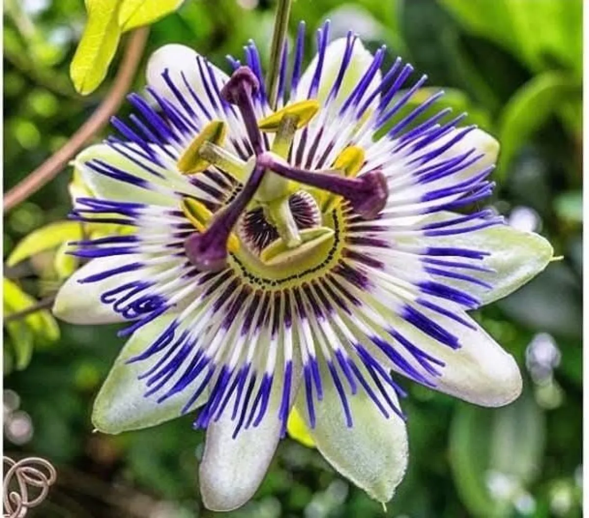 Jardín América cuenta con su flor representativa para la Expo Región de ...