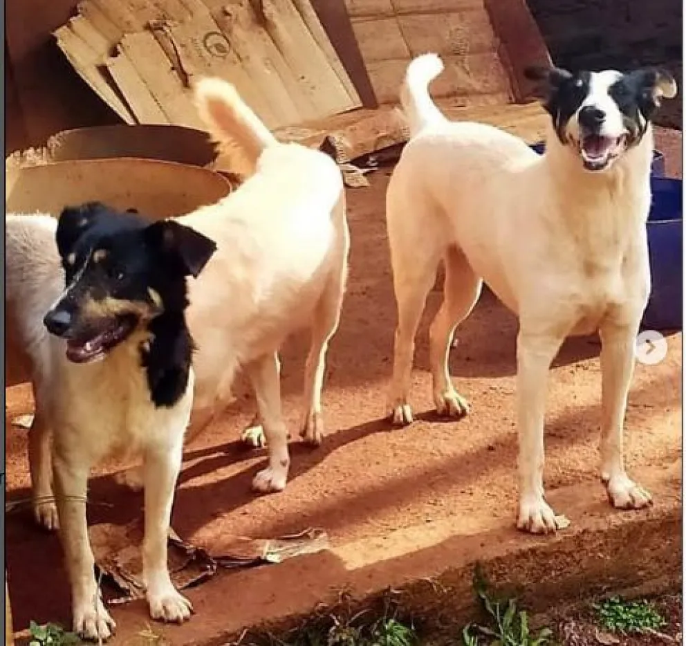 Campaña solidaria de El Refugio de Animales para abrigar a los perros ...