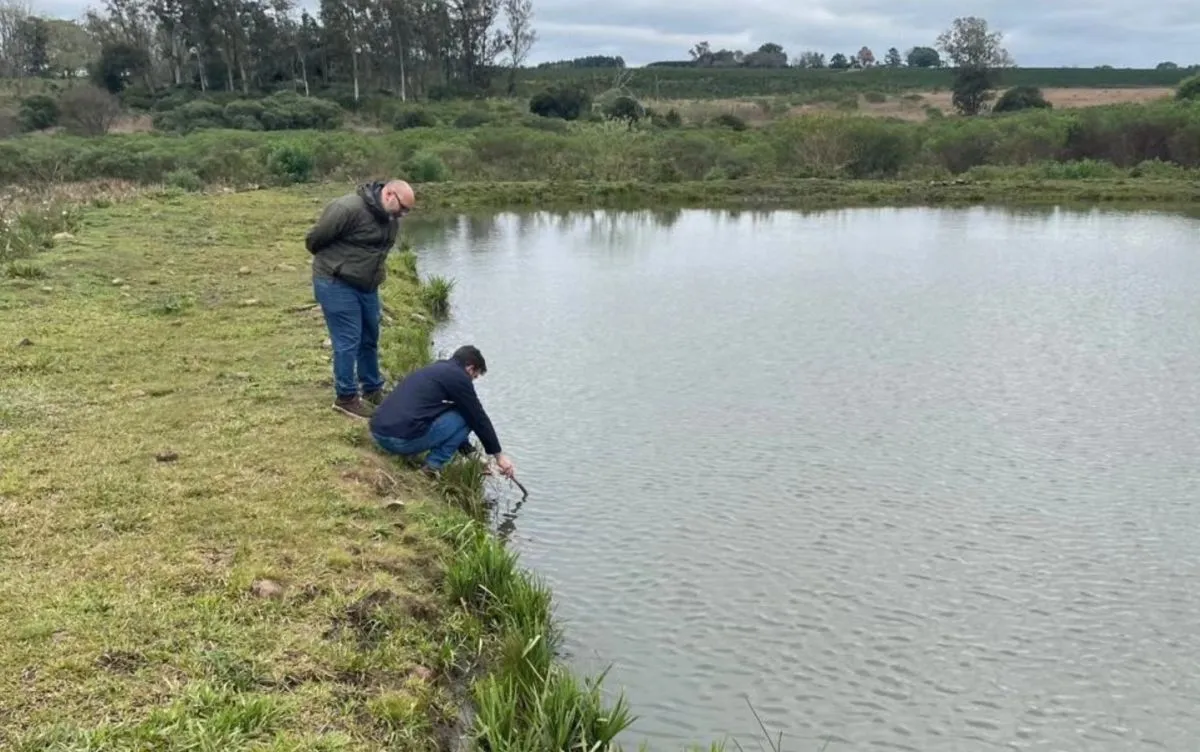 Colonia Liebig se consolida en la siembra de pacú | El Territorio