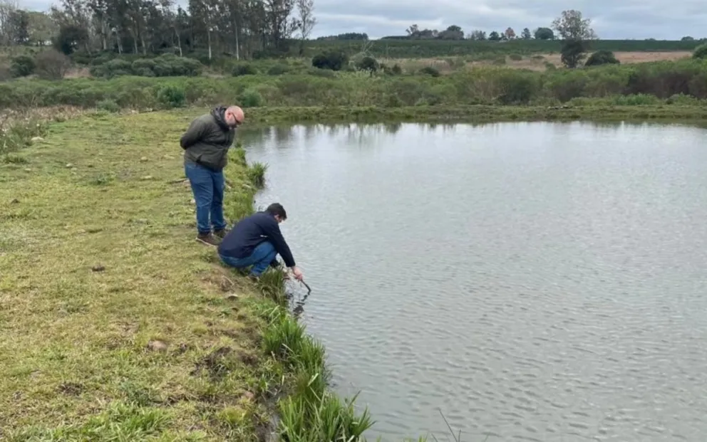 Colonia Liebig se consolida en la siembra de pacú | El Territorio