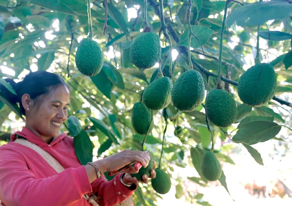 El cultivo de paltas prospera en China | El Territorio