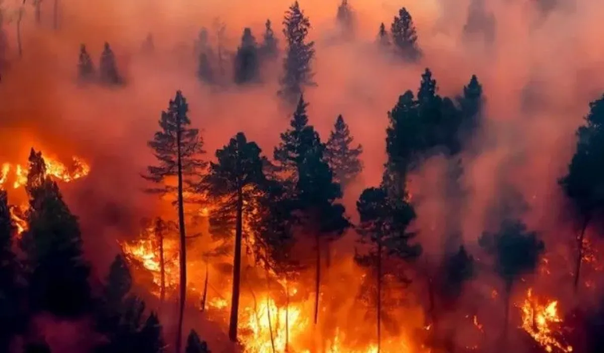 Incendios forestales en la Patagonia: sospechan que estarían ligados a ...