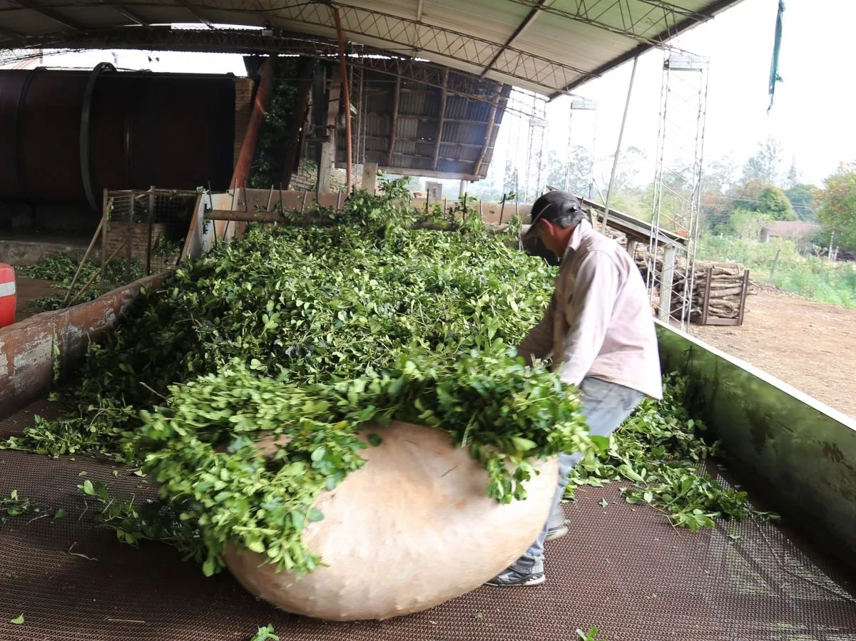 Secadero anuncia pago de $350 por kilo de hoja verde de yerba y piden ...