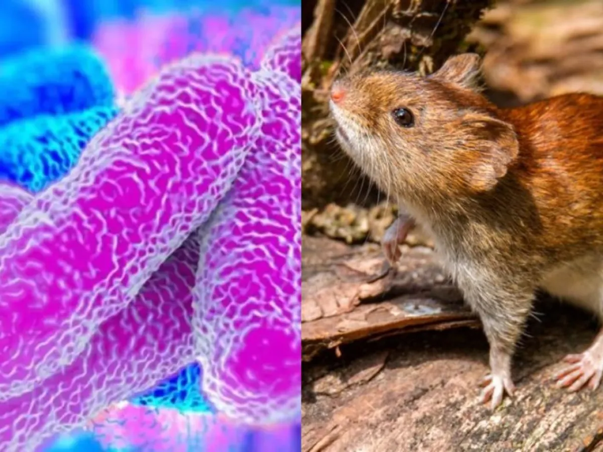 Leptospirosis: Misiones fue la provincia con más casos del NEA en 2025 ...