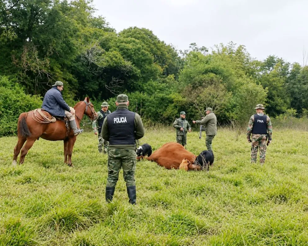 Rastrillaje en la costa del Uruguay en Santo Tomé: hallan vacas muertas ...